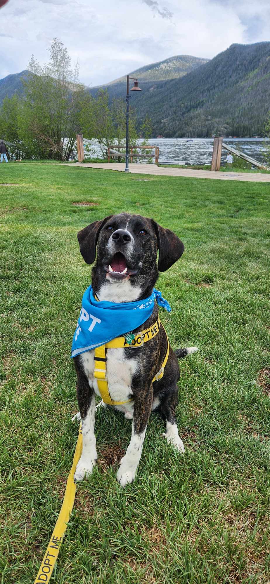 Ranger - Adopted! - My Fairy Dawg Mother Rescue